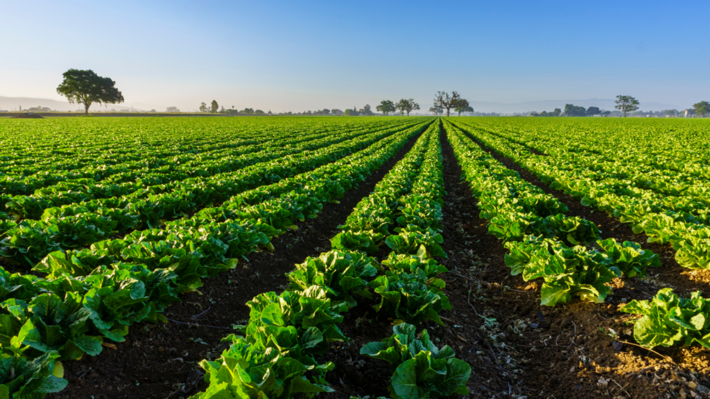 Top 10 Sustainably Farmed Foods